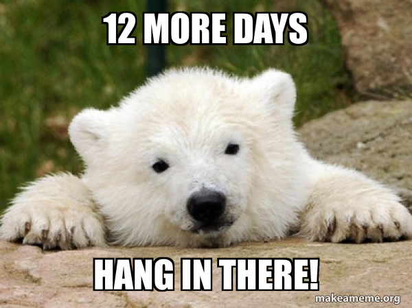 12 more days hang in there! - Popular Opinion Bear Meme Generator