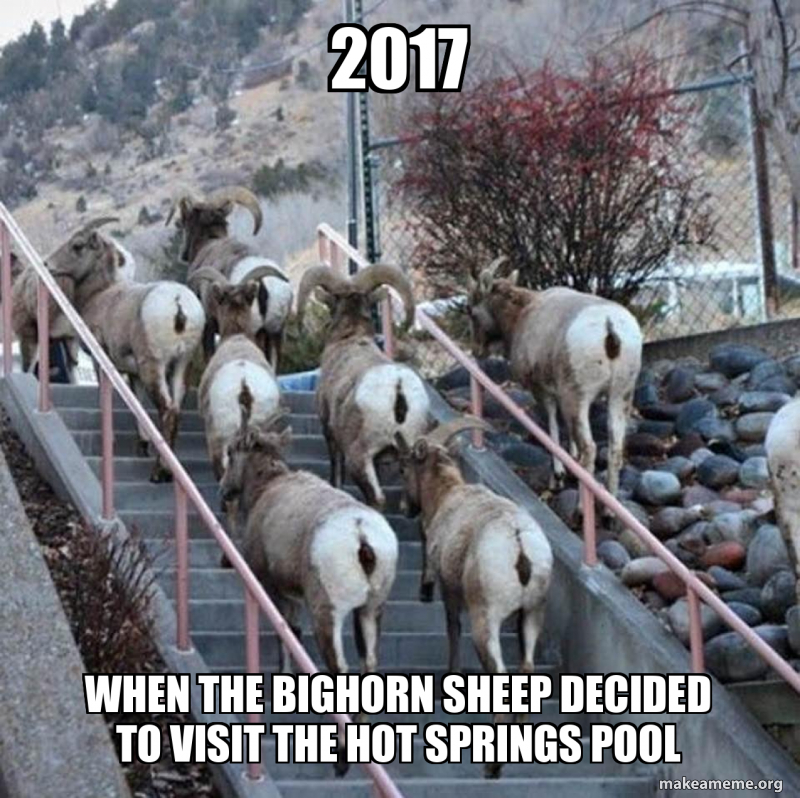 2017 when the Bighorn Sheep decided to visit the Hot Springs Pool Meme ...
