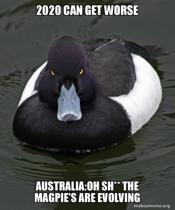 2020 can get worse Australia:oh sh** the magpie's are evolving ...