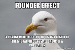 Stuff That Didn't Happen Seagull Meme Generator Template