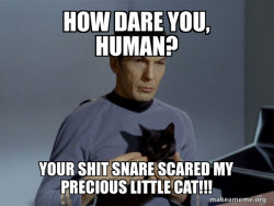 Spock and Cat Meme Meme Generator Template