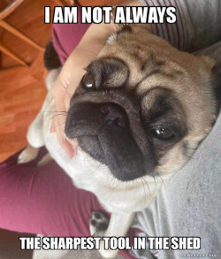 Newest Memes - Page 10