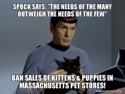 Spock and Cat Meme Meme Generator Template