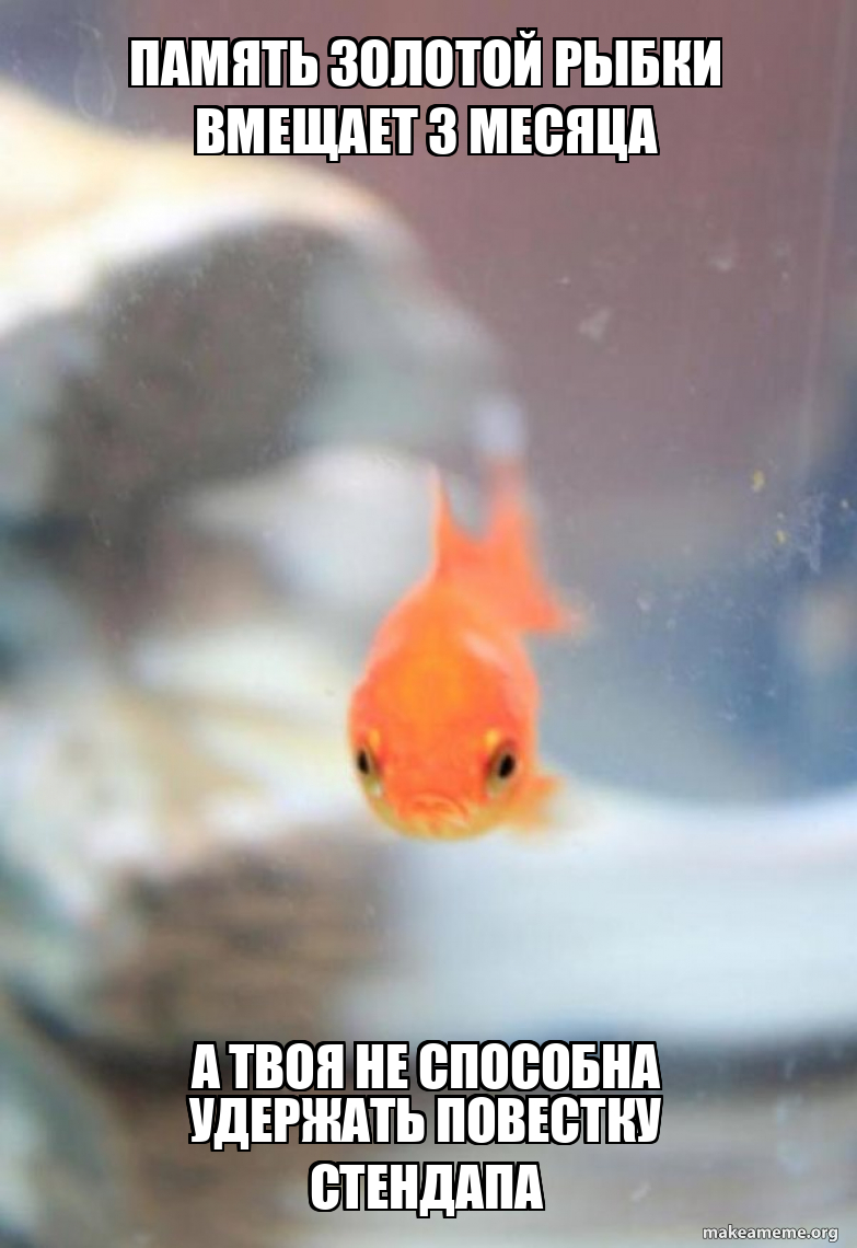 память золотой рыбки вмещает 3 месяца а твоя не способна удержать ...