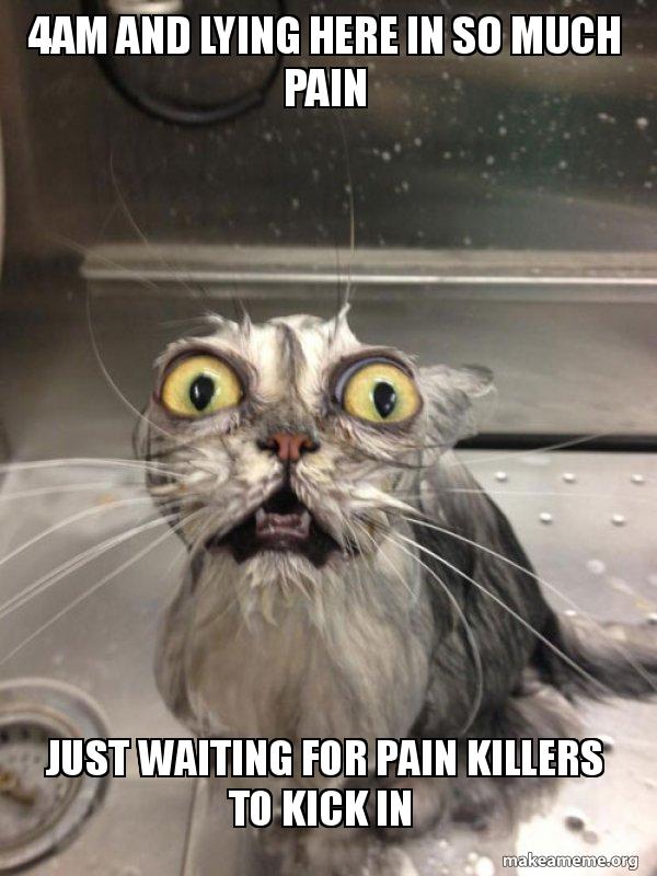 4am Cat Memes Go Away Me On Your Own, Mom! Pleased #meme Friday!