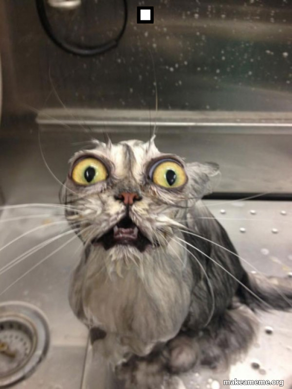 Cat bath Meme Generator