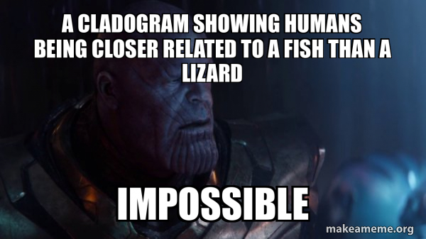A cladogram showing humans being closer related to a fish than a lizard ...