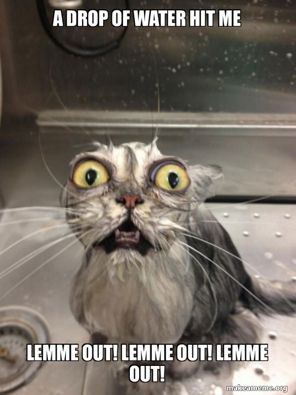 a drop of water hit me lemme out! lemme out! lemme out! - Cat bath Meme ...