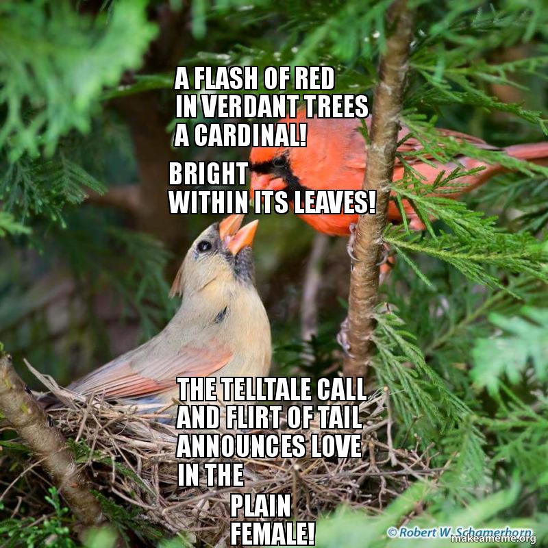 a flash of red in verdant trees a cardinal! bright within its leaves ...