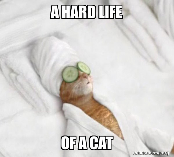 A hard life of a cat - Pampered Cat Meme Meme Generator