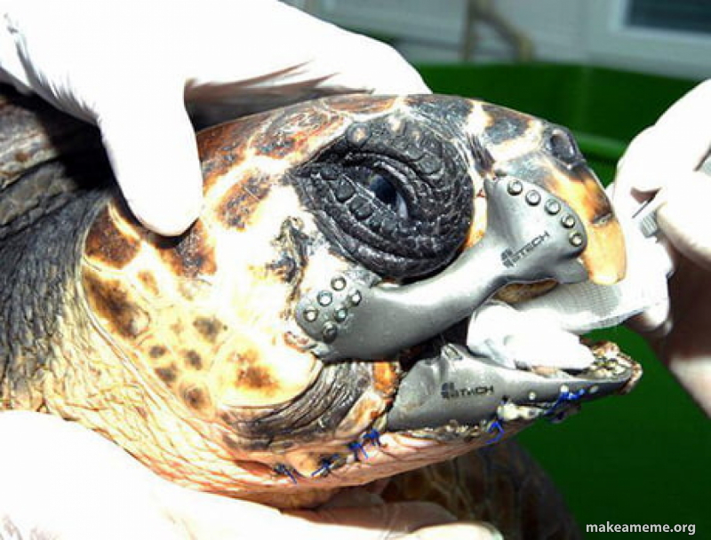 - A loggerhead turtle got into a boating accident, resulting in the ...