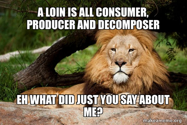 A loin is all Consumer, Producer and decomposer Eh what did just you ...