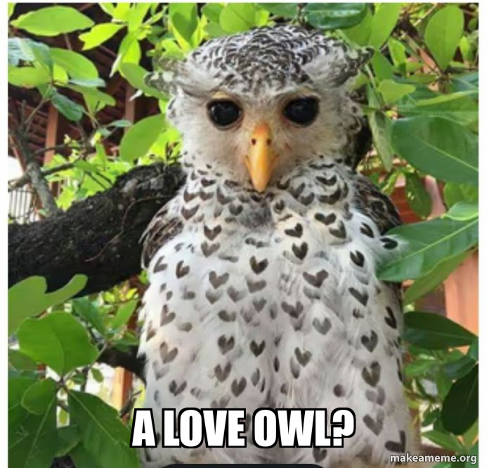 a love owl? Meme Generator