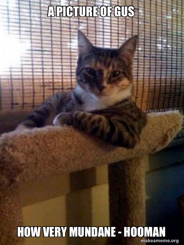 A picture of gus How very mundane - hooman - The Most Interesting Cat ...