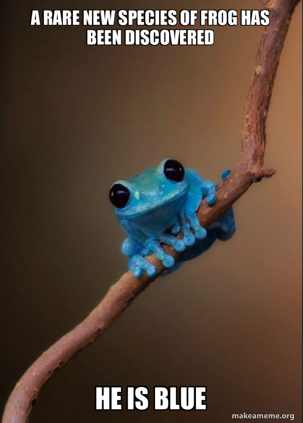a rare new species of frog has been discovered he is blue - Small Fact ...
