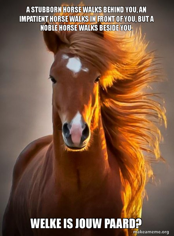 Stubborn Horse Memes