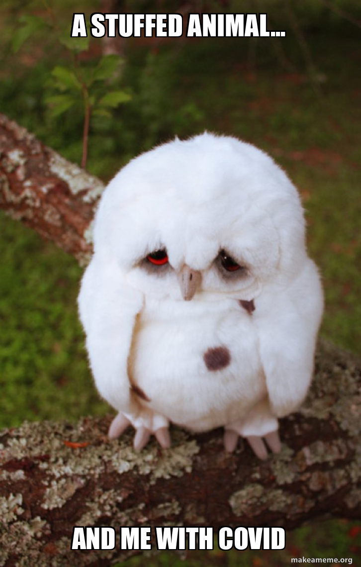 a stuffed animal... and me with covid - Sad Owl Meme Generator