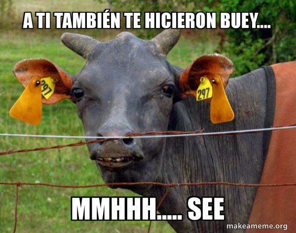 Memes De Bueyes Luis Jardón (@ljardonp) / X