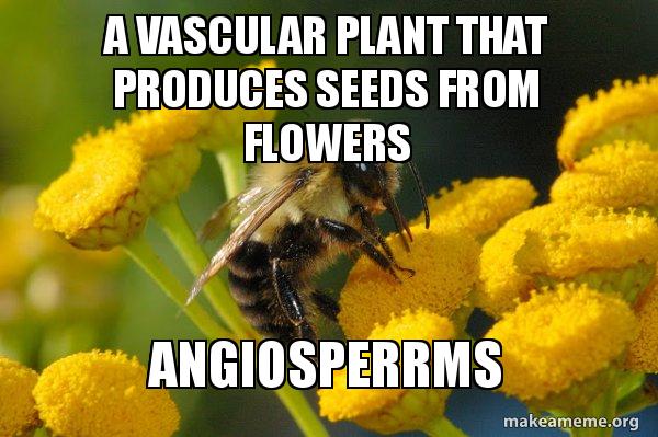 Vascular Memes Vascular Mechanotransduction | Physiological Reviews