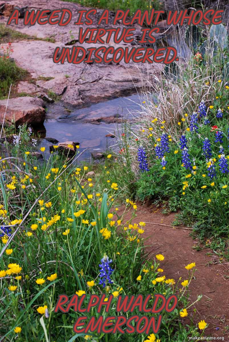 A weed is a plant whose virtue is undiscovered. Ralph Waldo EMERSON ...