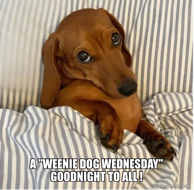 A "weenie dog Wednesday" goodnight TO all ! Meme Generator