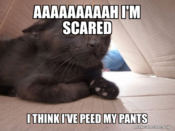 aaaaaaaaah i'm scared i think i've peed my pants - Schitzo Cat Meme ...
