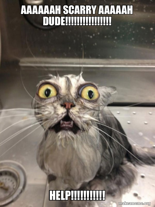 aaaaaah scarry aaaaah dude!!!!!!!!!!!!!!!! Help!!!!!!!!!!! - Cat bath ...