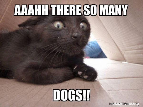 Aaahh There so many Dogs!! - Schitzo Cat Meme Generator