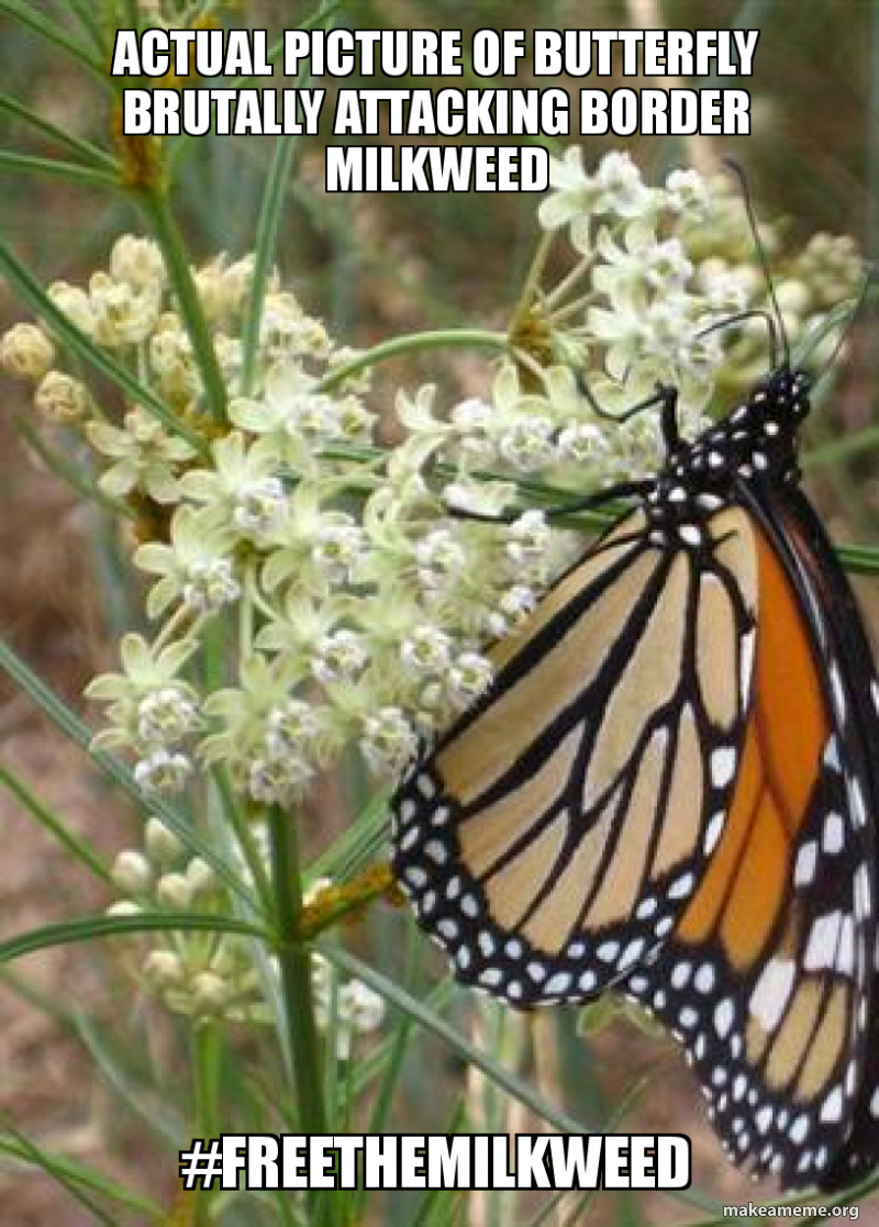 Butterfly Meme