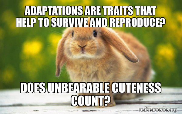 Adaptations are traits that help to survive and reproduce? Does ...