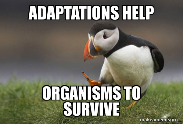 adaptations help organisms to survive - Unpopular Opinion Puffin Meme ...