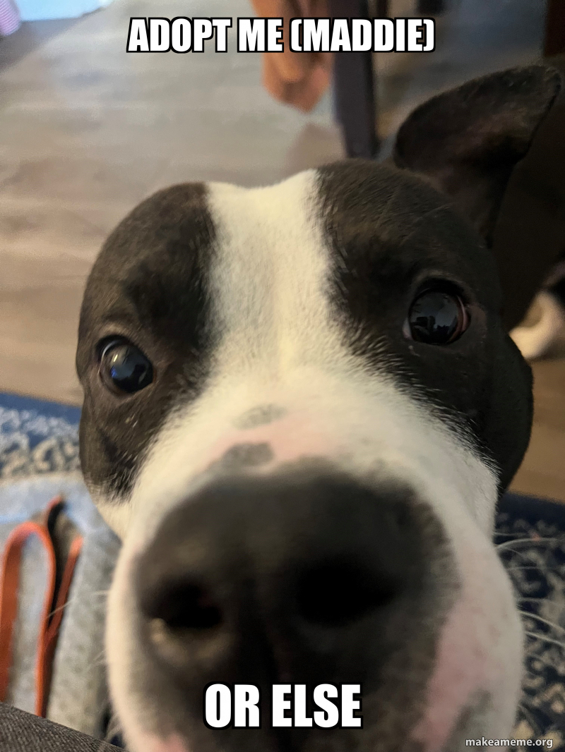 Adopt me (Maddie) Or else Meme Generator