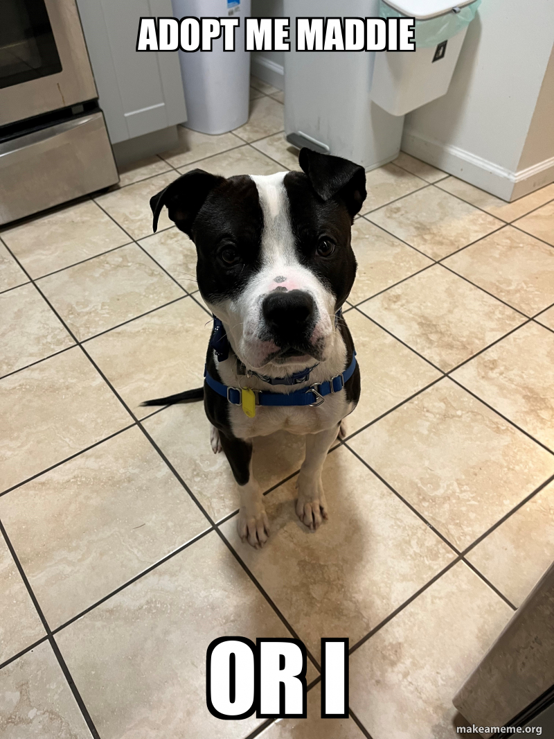 Adopt me Maddie Or I Meme Generator