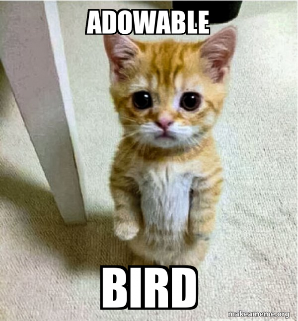 Adowable Bird - Cute Cat Standing Meme Generator
