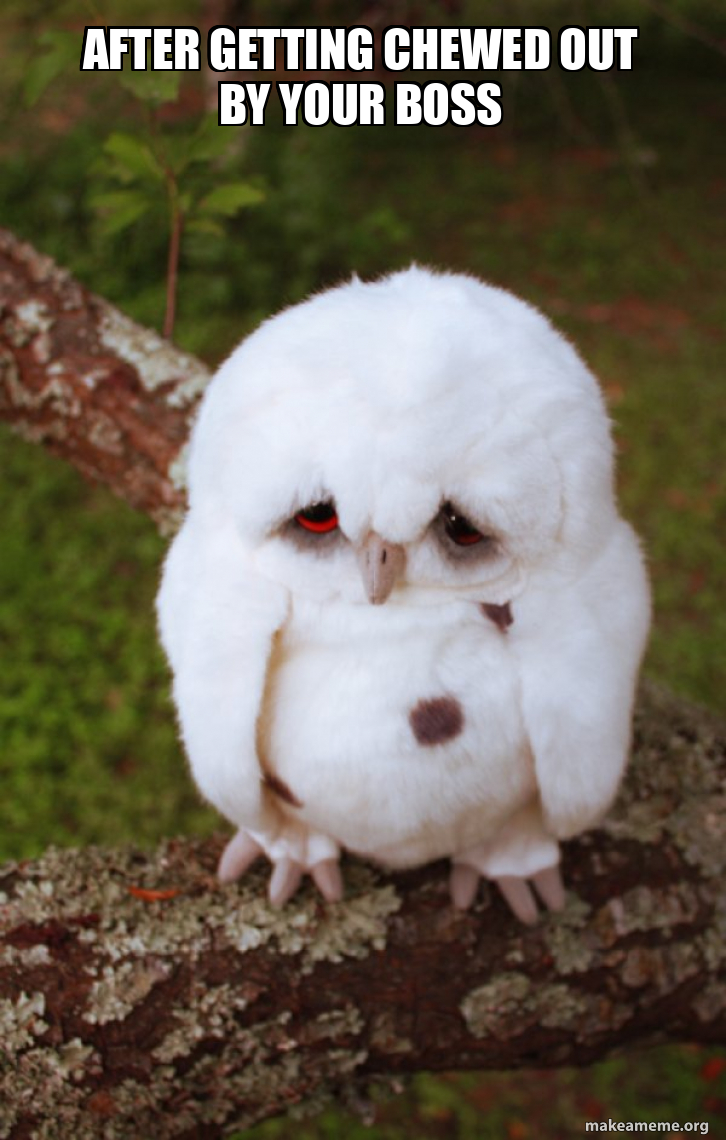 After getting chewed out by your boss - Sad Owl Meme Generator