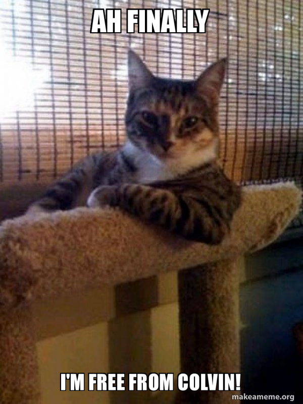 Ah finally I'm free from Colvin! - The Most Interesting Cat in the ...