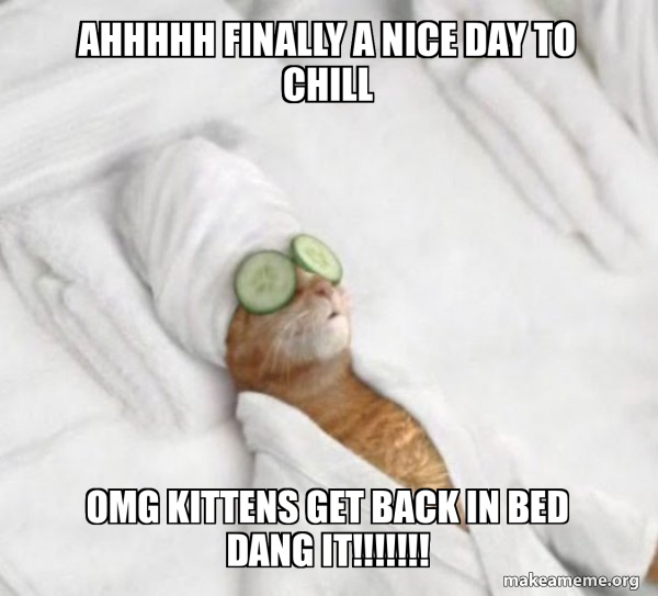 Ahhhhh finally a nice day to chill OMG KITTENS get back in bed dang it ...