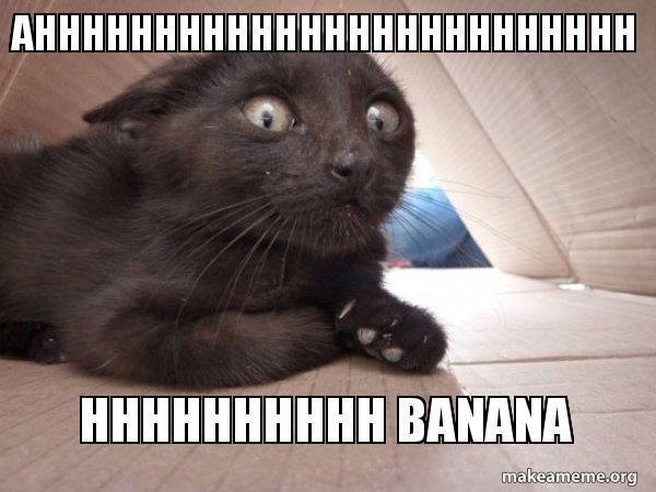 Ahhhhhhhhhhhhhhhhhhhhhhhhh Hhhhhhhhhh Banana - Schitzo Cat | Make a Meme