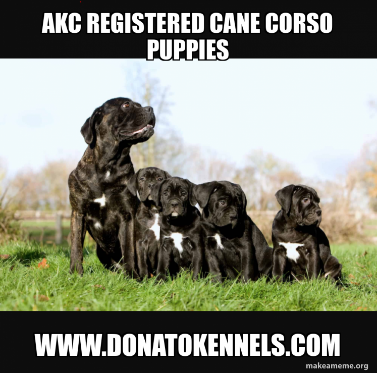 AKC REGISTERED CANE CORSO PUPPIES WWW.DONATOKENNELS.COM - AKC ...