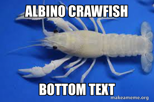 ALBINO CRAWFISH BOTTOM TEXT Meme Generator