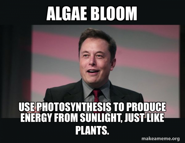 algae bloom use photosynthesis to produce energy from sunlight, just ...