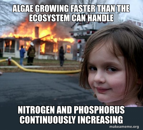 Algae growing faster than the ecosystem can handle Nitrogen and ...