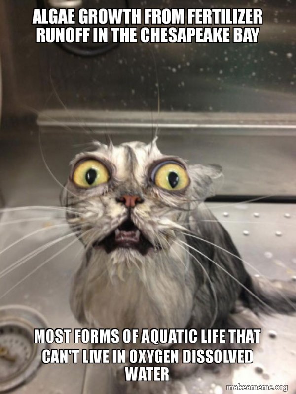algae growth from fertilizer runoff in the Chesapeake Bay most forms of ...