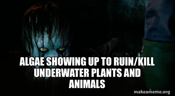 Algae showing up to ruin/kill underwater plants and animals - Pennywise ...