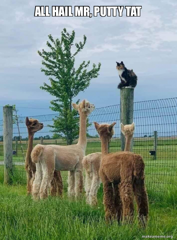 All hail Mr, Putty Tat Meme Generator