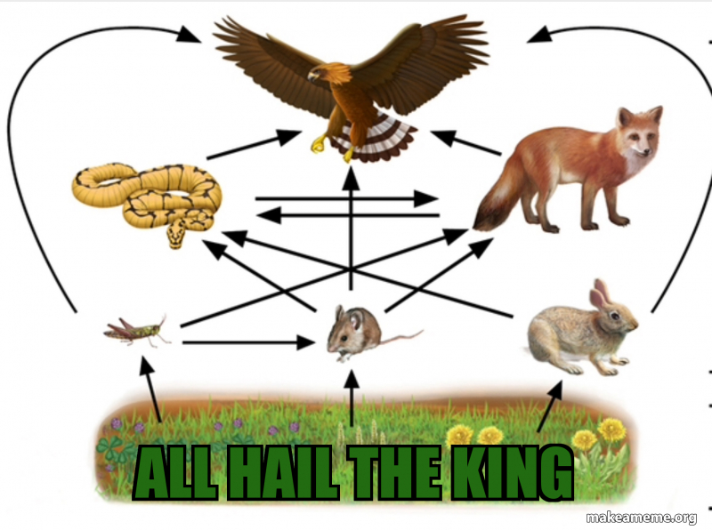 All hail the king - All hail king hawk Meme Generator