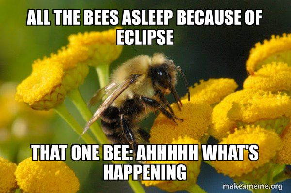 All the bees asleep because of eclipse That one bee: ahhhhh what's ...
