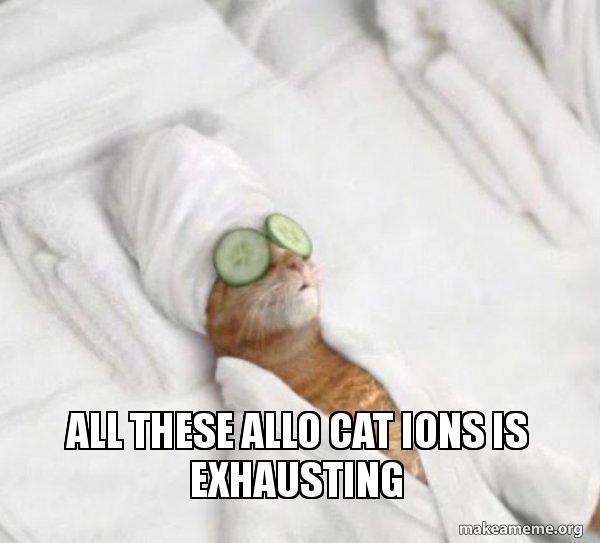 All these Allo cat ions is exhausting - Pampered Cat Meme Meme Generator
