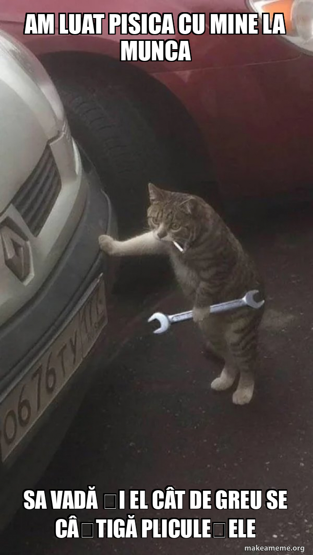 Am luat pisica cu mine la munca Sa vadă și el cât de greu se câștigă ...