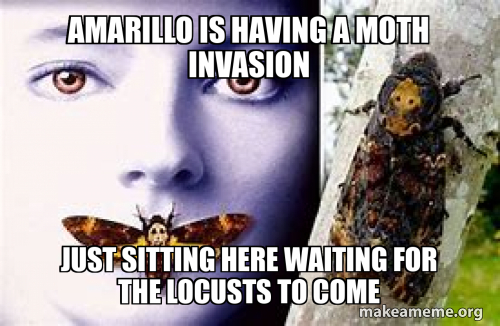 Amarillo is having a moth invasion Just sitting here waiting for the ...